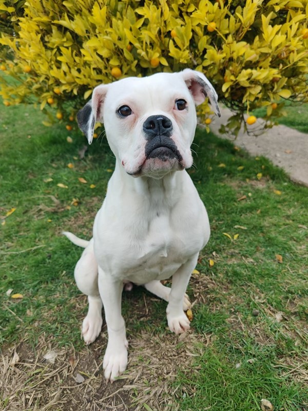 Adopt Katie from Launceston TAS | Adopt-A-Dog