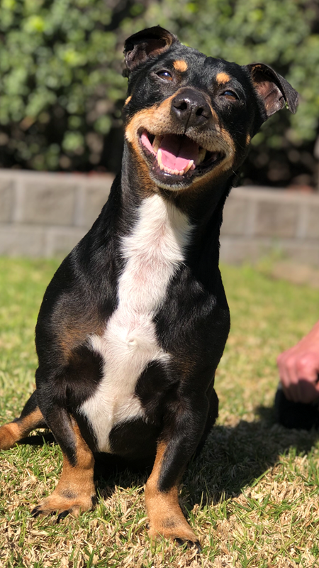 Adopt Simba from DOREEN VIC | Adopt-A-Dog