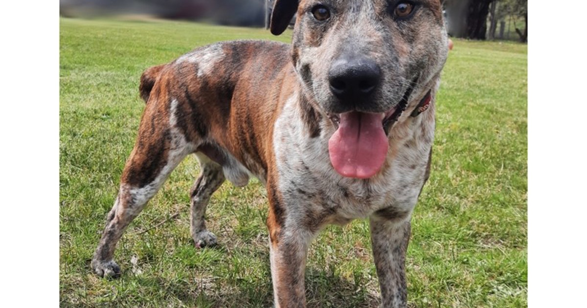 Adopt Ragnar from Bairnsdale VIC | Adopt-A-Dog