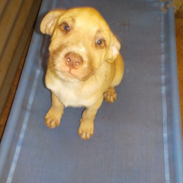 Adopt Judge from MAREEBA QLD | Adopt-A-Dog
