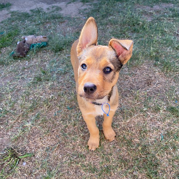 Adopt Eden from Pimpama QLD | Adopt-A-Dog