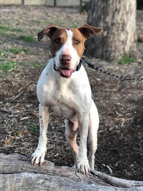 Adopt Khal Drogo from MERNDA VIC | Adopt-A-Dog
