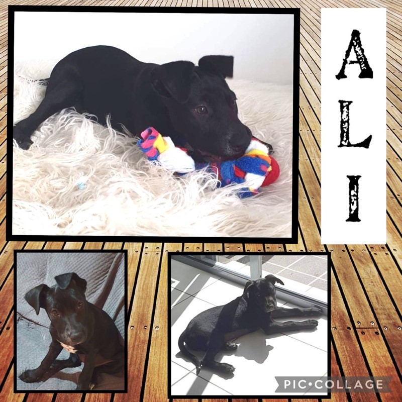 Adopt Ali from Brisbane QLD | Adopt-A-Dog