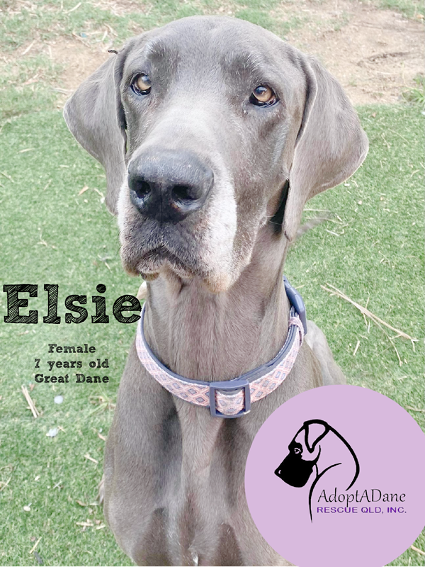 Adopt Elsie from Brisbane QLD | Adopt-A-Dog