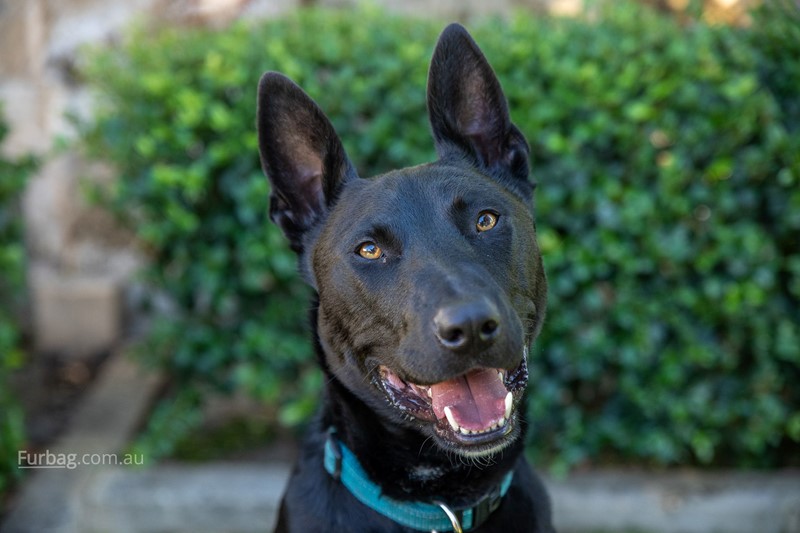 Adopt Zeek from Perth WA | Adopt-A-Dog