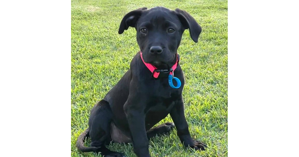 Adopt Karen From Carrara QLD Adopt A Dog adopt-karen-from-carrara-qld-adopt-a-dog