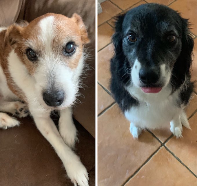 Adopt Charlie from Redcliffe QLD | Adopt-A-Dog