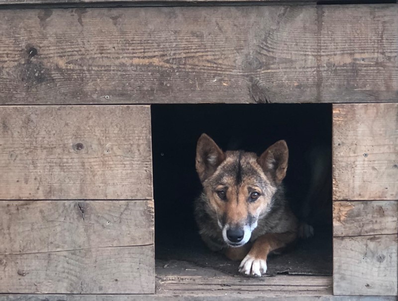 Adopt Fern from Murwillumbah NSW | Adopt-A-Dog