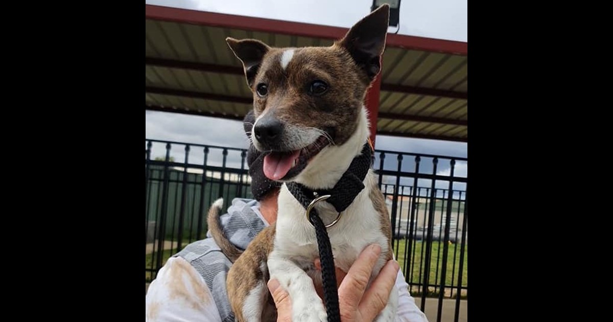 Adopt Ninny from Perth WA | Adopt-A-Dog
