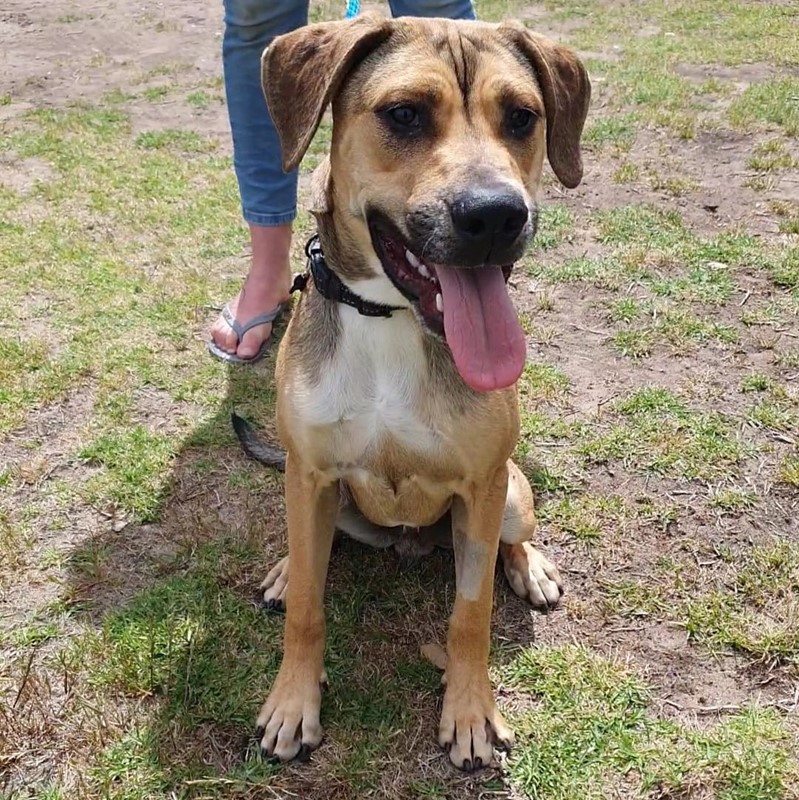 Adopt Levi from Perth WA | Adopt-A-Dog