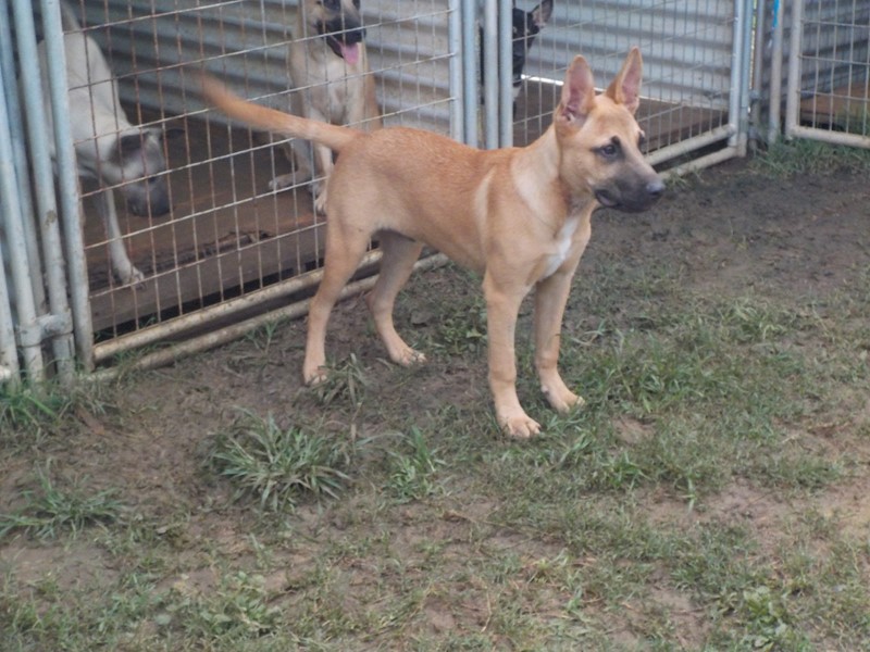 Adopt Tyler from MAREEBA QLD | Adopt-A-Dog