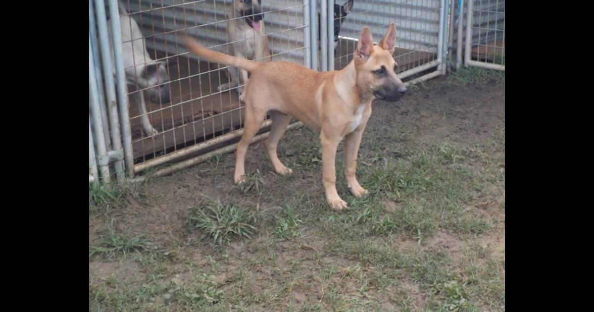 Adopt Tyler from MAREEBA QLD | Adopt-A-Dog