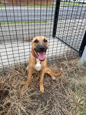 Adopt Venus from MAREEBA QLD | Adopt-A-Dog