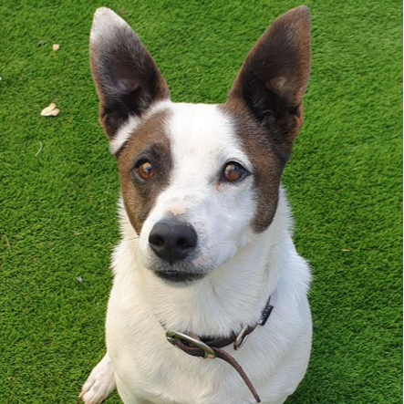 Adopt ROBBIE from Port Augusta SA | Adopt-A-Dog