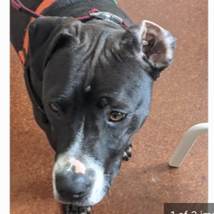 Adopt Tilly from Melton South VIC | Adopt-A-Dog