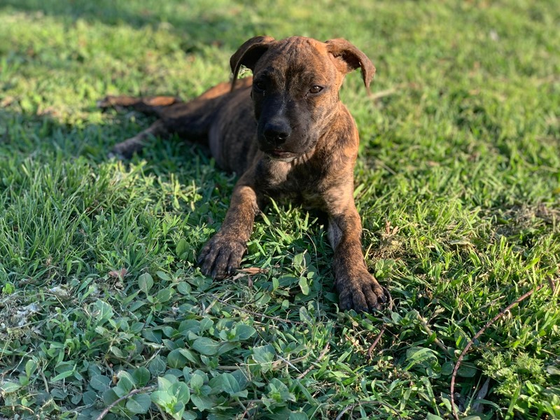 Adopt Beauty from Gladstone QLD | Adopt-A-Dog