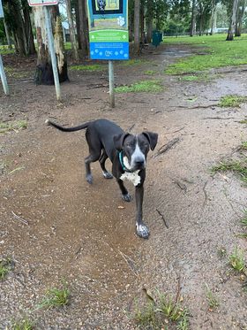 Adopt Bessie from MAREEBA QLD | Adopt-A-Dog