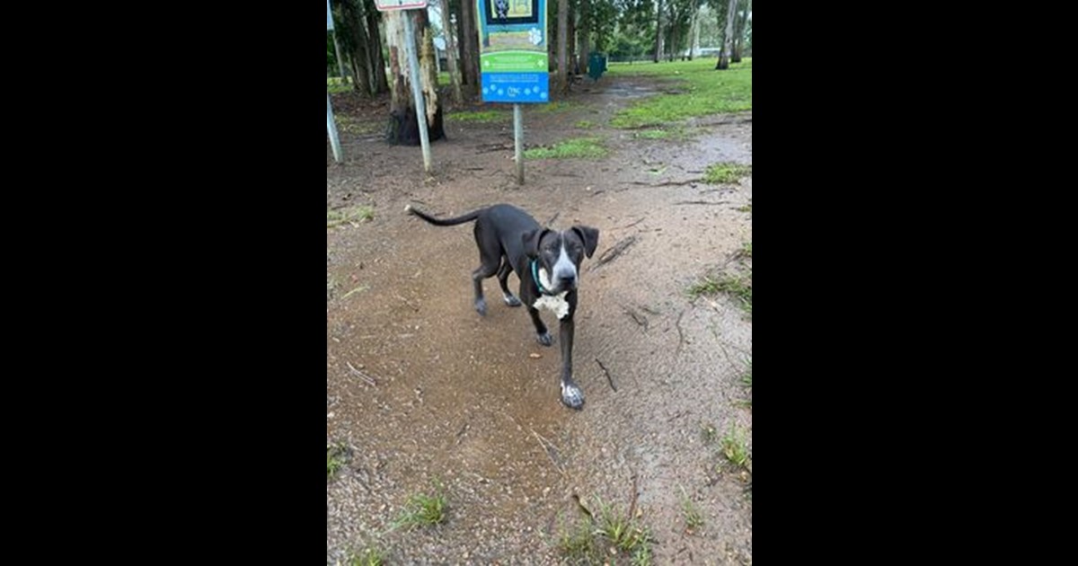 Adopt Bessie from MAREEBA QLD | Adopt-A-Dog