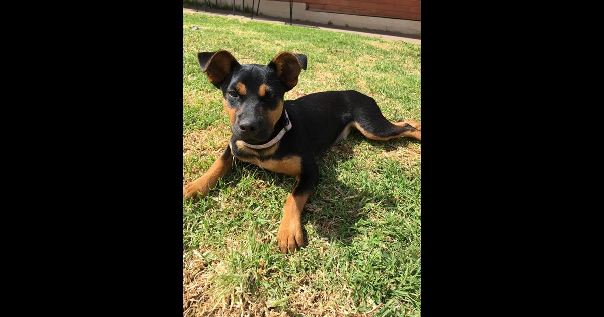 Adopt Tilly from INGLE FARM SA | Adopt-A-Dog
