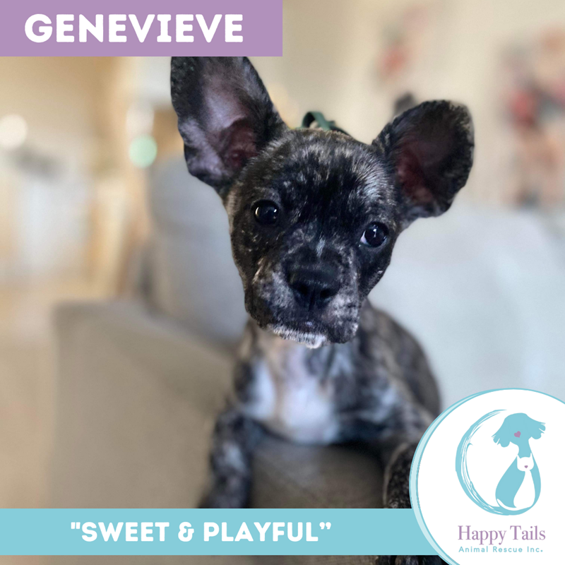 Adopt Genevieve from Carina Heights QLD | Adopt-A-Dog