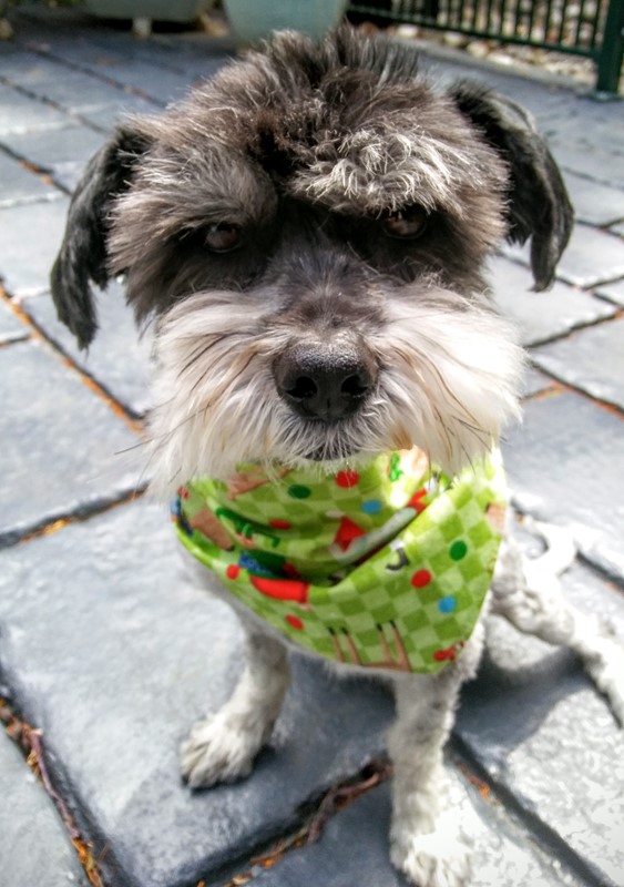 Adopt Schubert from Heidelberg West VIC | Adopt-A-Dog