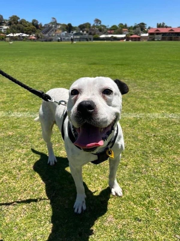 Adopt Simba from Perth WA | Adopt-A-Dog