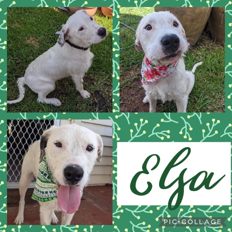 Adopt Elsa from Brisbane QLD | Adopt-A-Dog