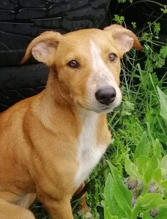 Adopt Nutmeg from Cooma NSW | Adopt-A-Dog