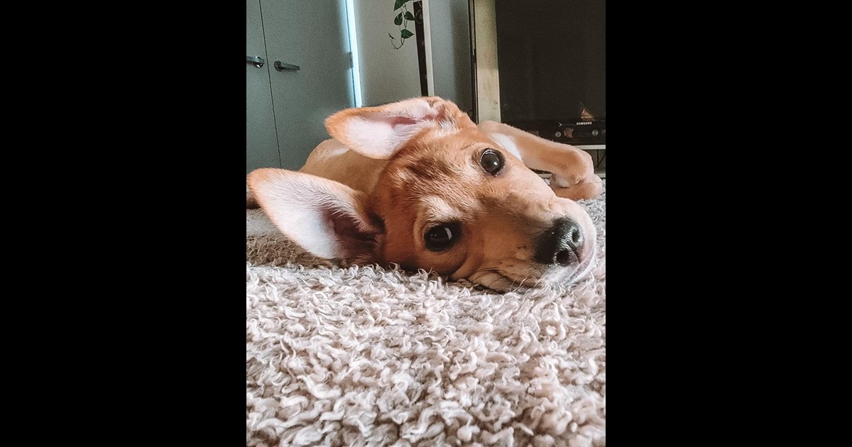 Adopt Binky from Zetland NSW | Adopt-A-Dog