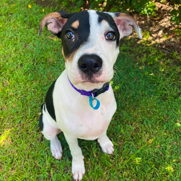 Adopt Sundae from Springwood QLD | Adopt-A-Dog