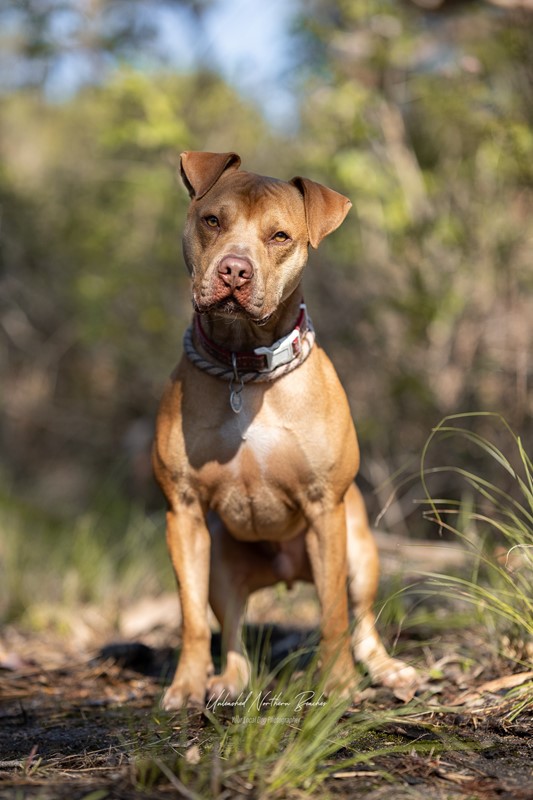 Adopt Jarrah from Ingleside NSW | Adopt-A-Dog