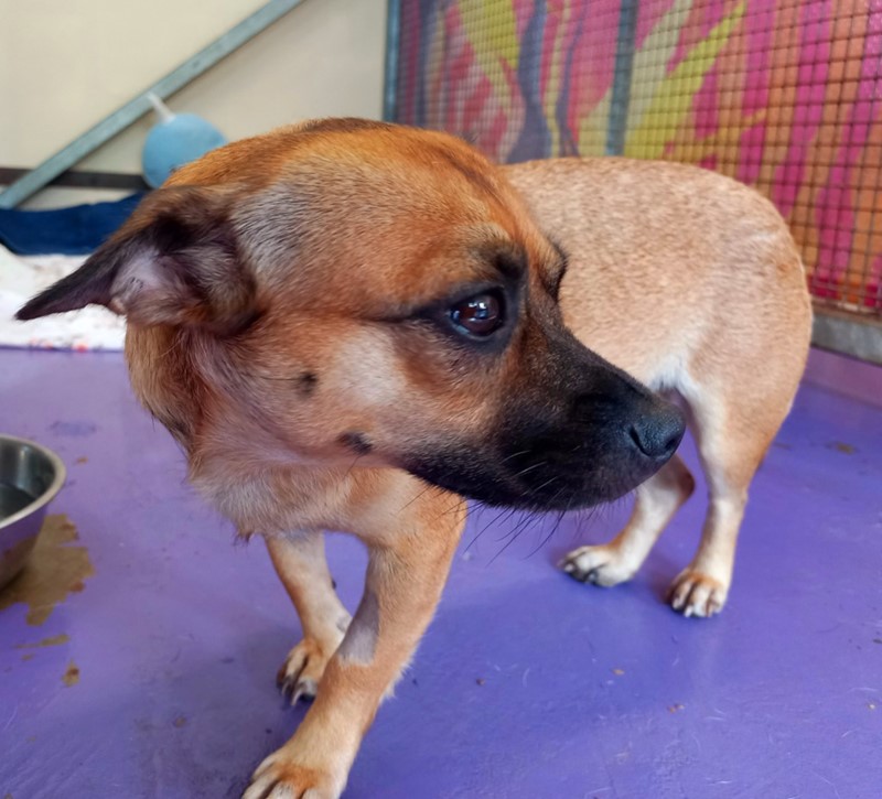 Adopt Matilda from Tiwi NT | Adopt-A-Dog