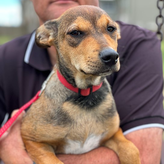 Adopt Charlie from Warwick QLD | Adopt-A-Dog