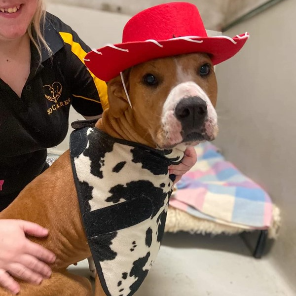 Adopt Jessie from Erina NSW | Adopt-A-Dog