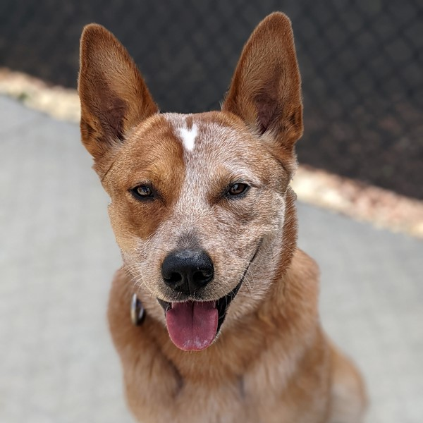 Adopt Nash from Coldstream VIC | Adopt-A-Dog