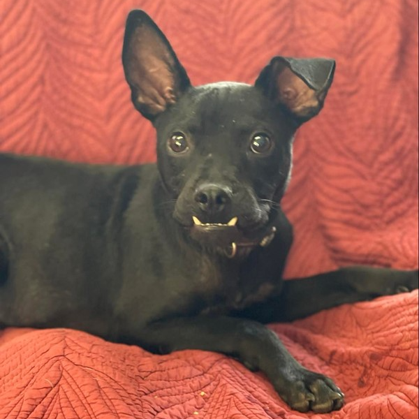 Adopt Draven from Wondai QLD | Adopt-A-Dog