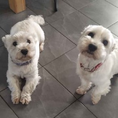 Adopt Maisy from Baxter VIC | Adopt-A-Dog