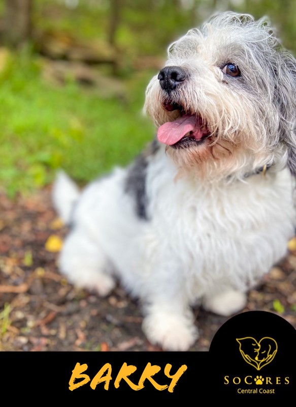 Adopt Barry from Erina NSW | Adopt-A-Dog