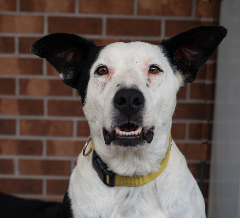 Adopt Zohan from MERNDA VIC | Adopt-A-Dog