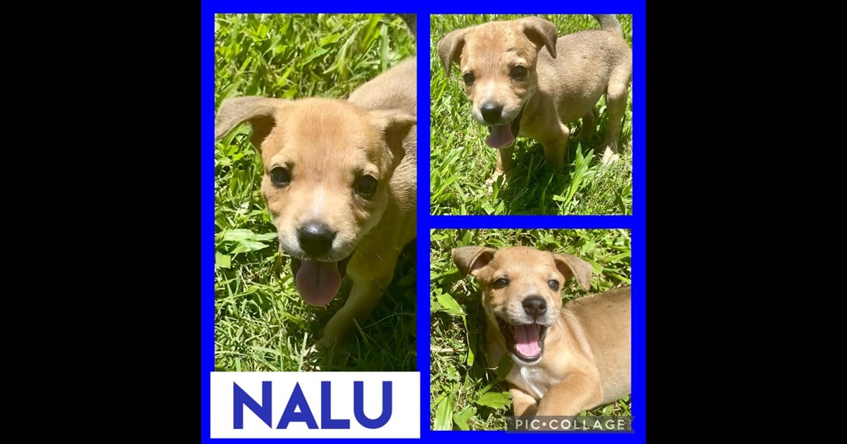 Adopt Nalu from Brisbane QLD | Adopt-A-Dog