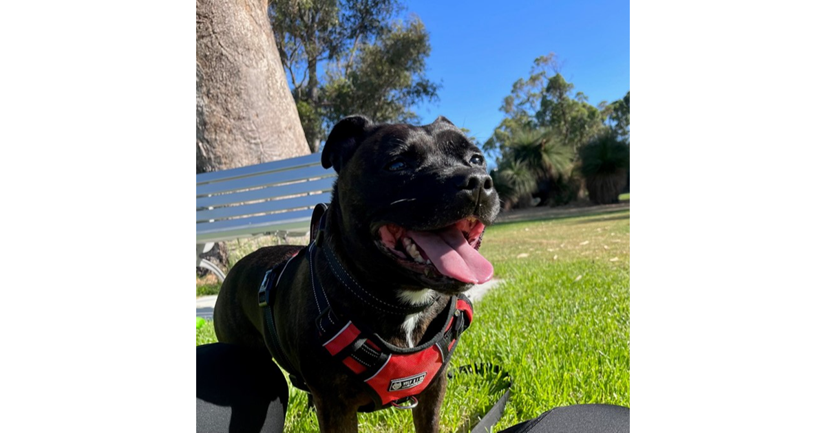 Adopt Pippa from Perth WA | Adopt-A-Dog