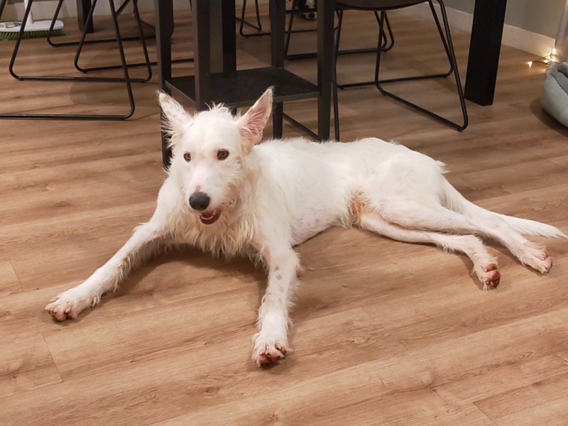 Adopt Brutus from Tiwi NT | Adopt-A-Dog