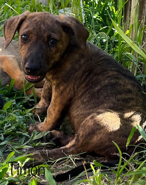 Adopt Timon from Townsville QLD | Adopt-A-Dog