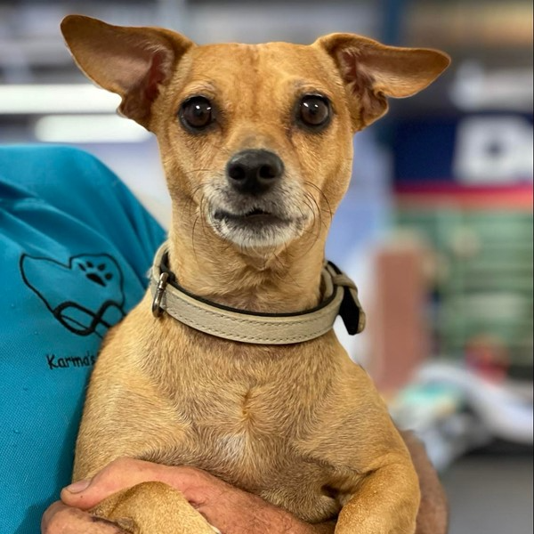 Adopt Wabbit from Wondai QLD | Adopt-A-Dog