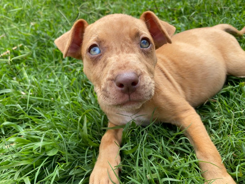 Adopt Yen from Wilsonton heights QLD | Adopt-A-Dog