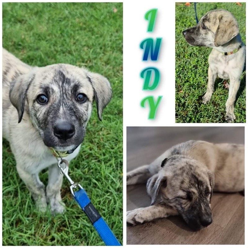 Adopt Indy from Brisbane QLD | Adopt-A-Dog