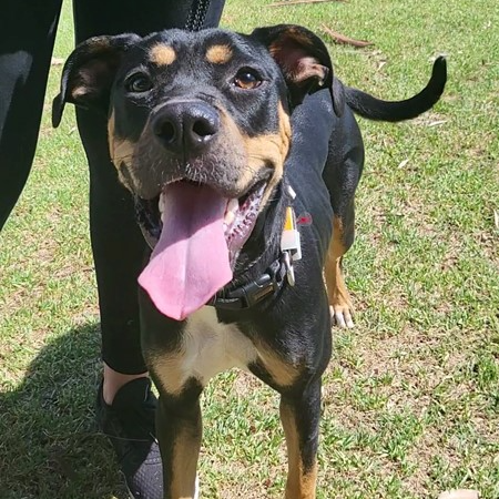 Adopt Jessie from Perth WA | Adopt-A-Dog
