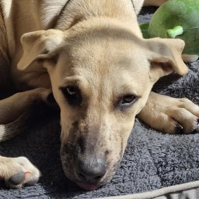 Adopt Edna from Mackay QLD | Adopt-A-Dog