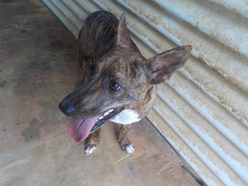 Adopt Lulu from MAREEBA QLD | Adopt-A-Dog
