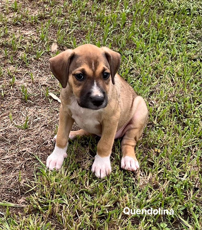 Adopt Quendolina from Townsville QLD | Adopt-A-Dog